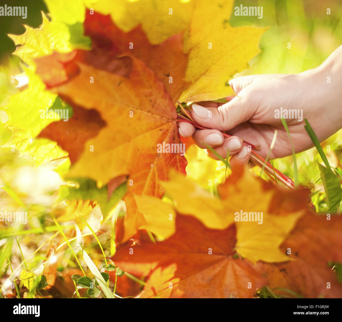 Autumn leaves in human hand Stock Photo - Alamy