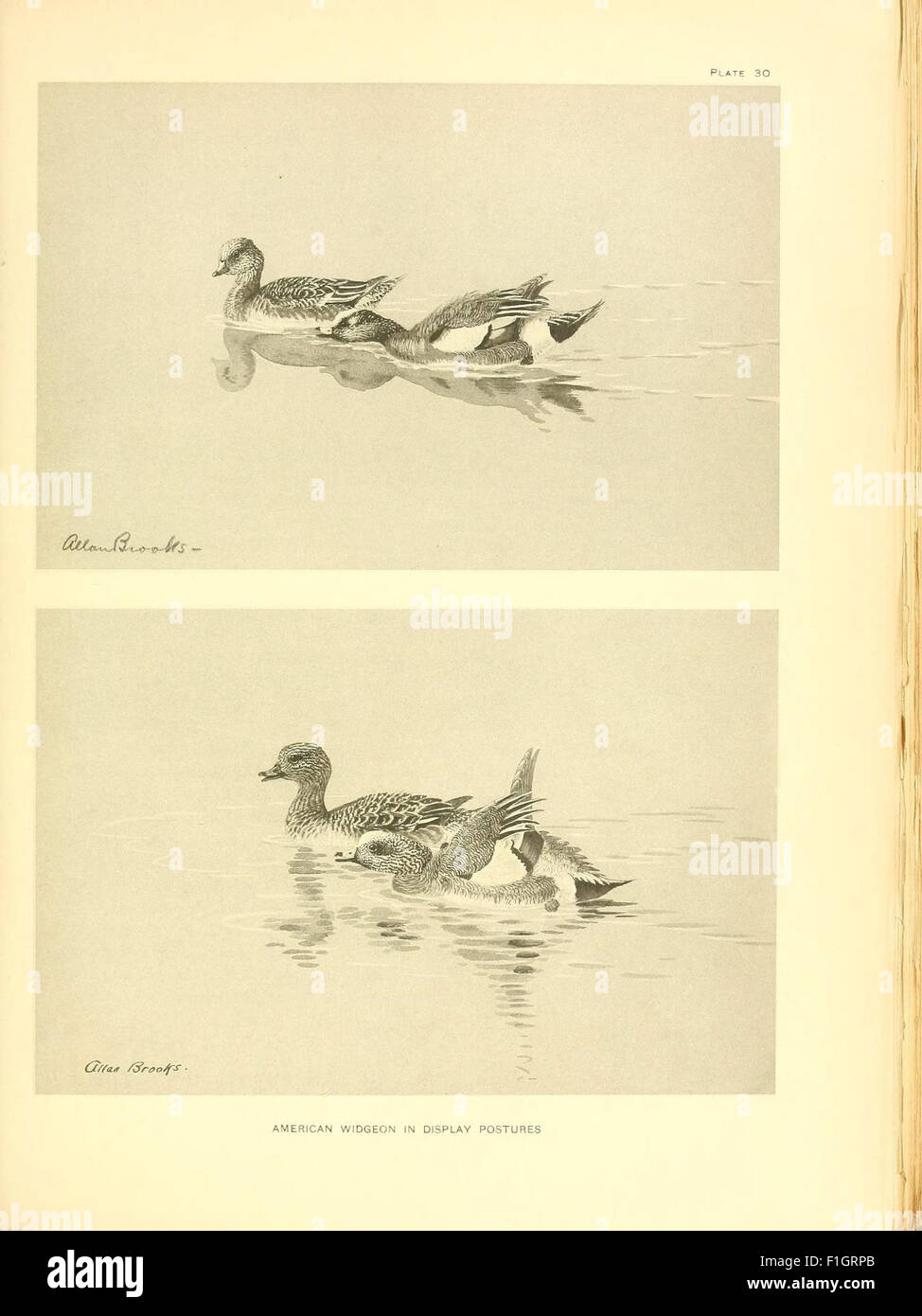 This work offers an in-depth natural history of ducks, examining their ...