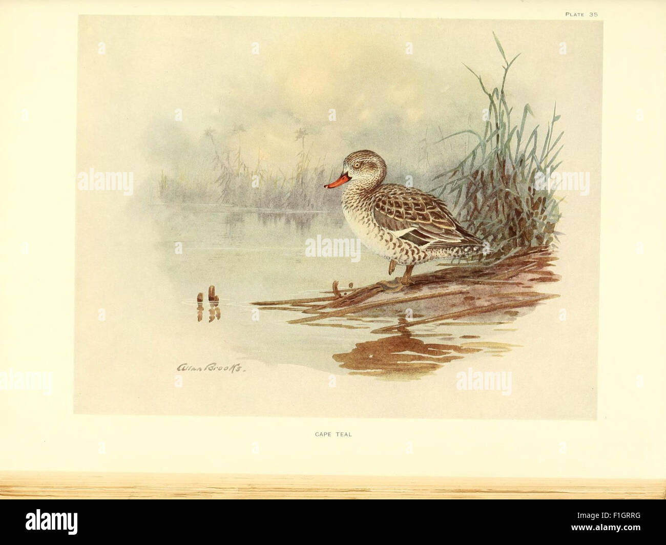 A vintage natural history work documenting various species of ducks ...