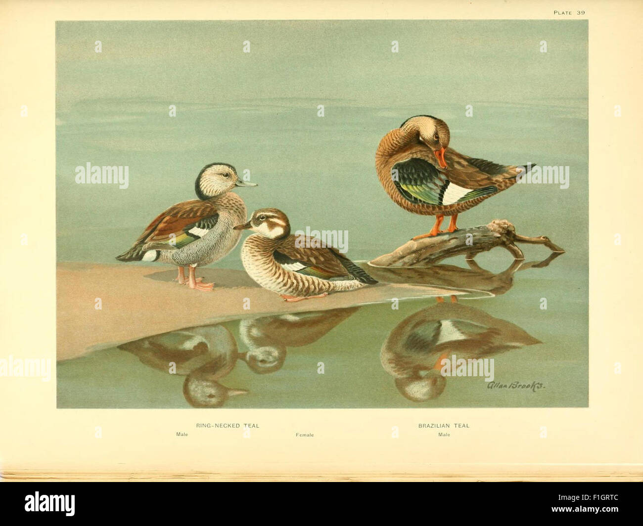 *A Natural History of the Ducks* provides a detailed exploration of ...