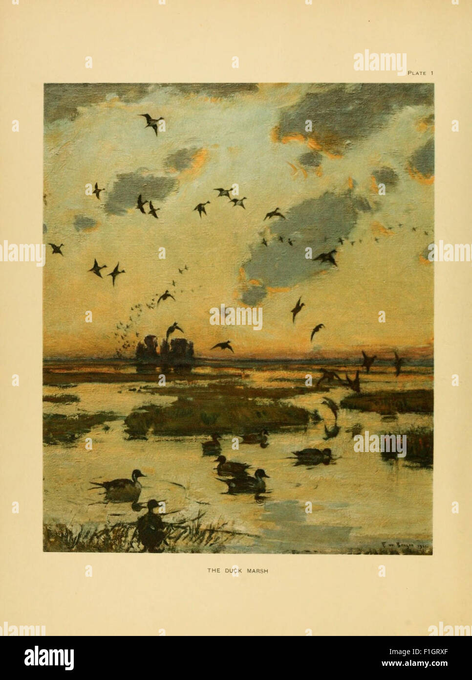 This natural history of ducks provides detailed illustrations and ...