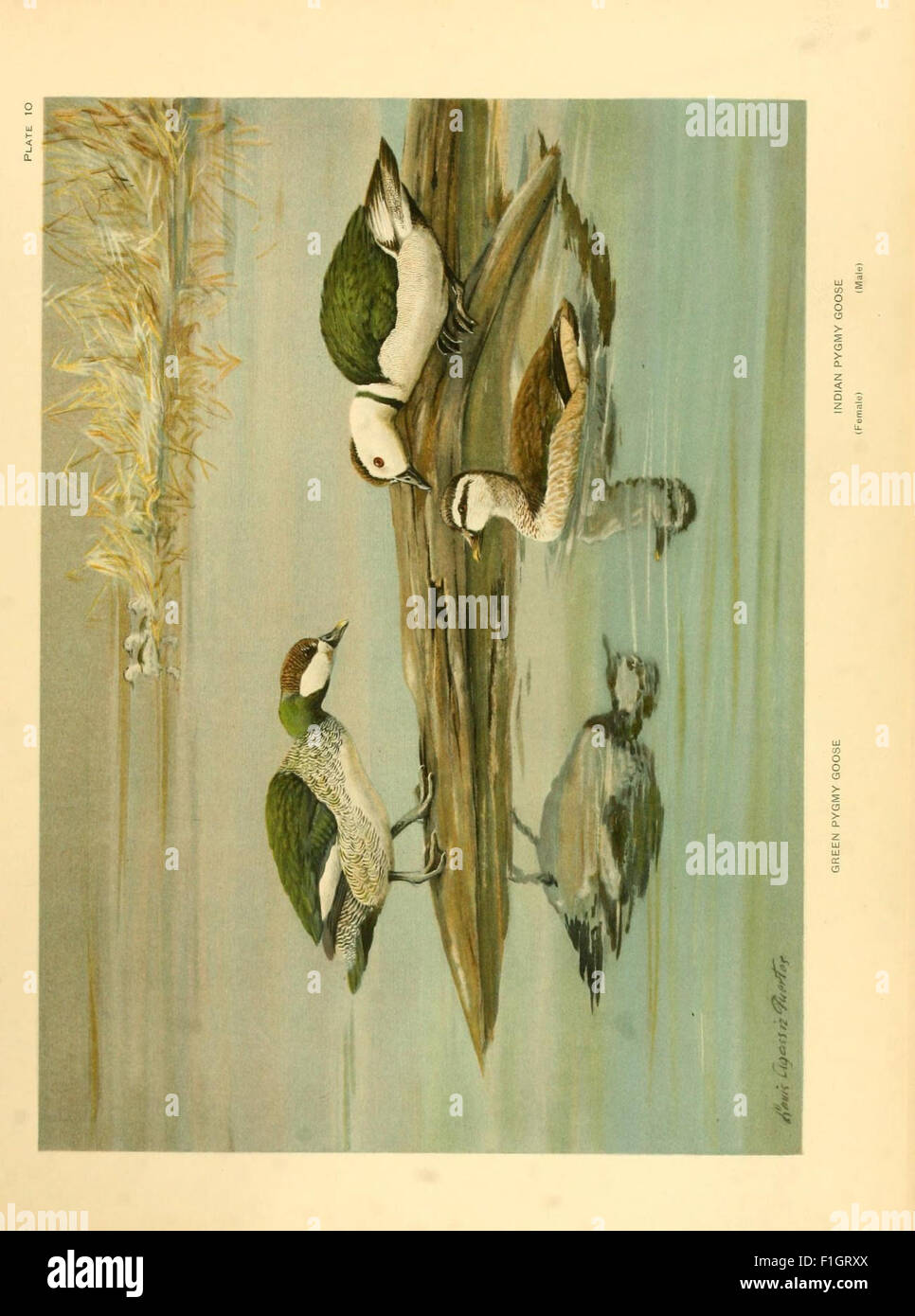 This work provides a detailed natural history of ducks, showcasing ...