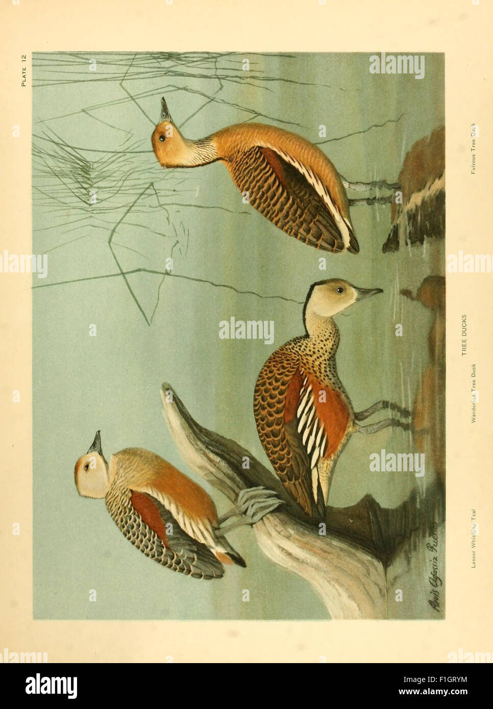 This vintage illustration from 'A Natural History of the Ducks' (Plate ...