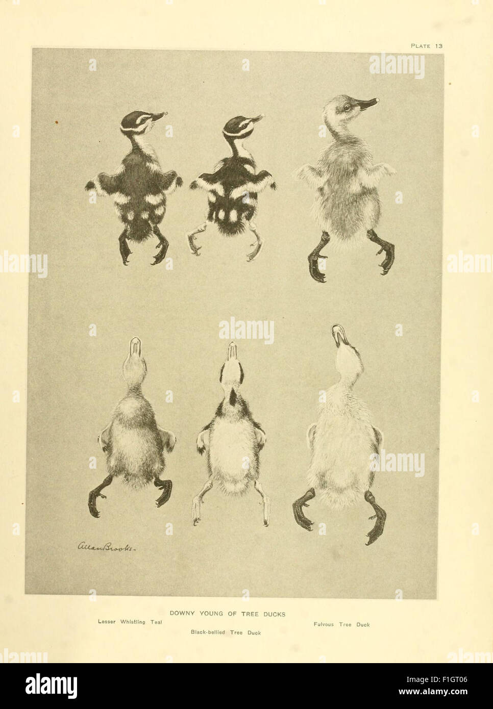 This work presents a detailed natural history of ducks, including ...
