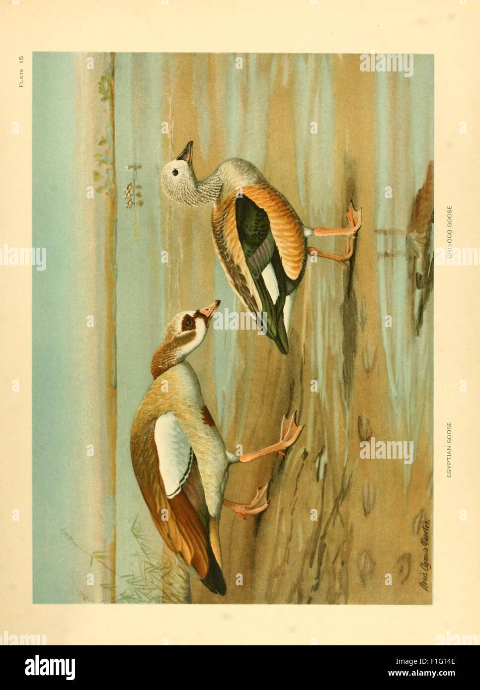 'A Natural History of the Ducks' (Plate 15) features detailed ...