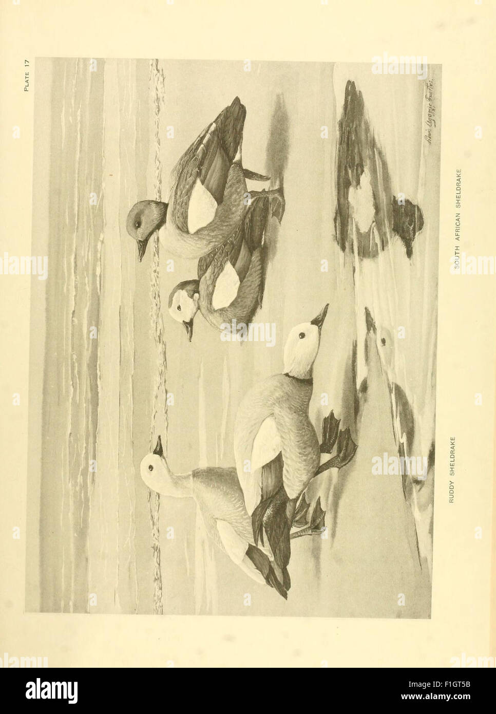 'A Natural History of the Ducks' includes detailed illustrations and ...