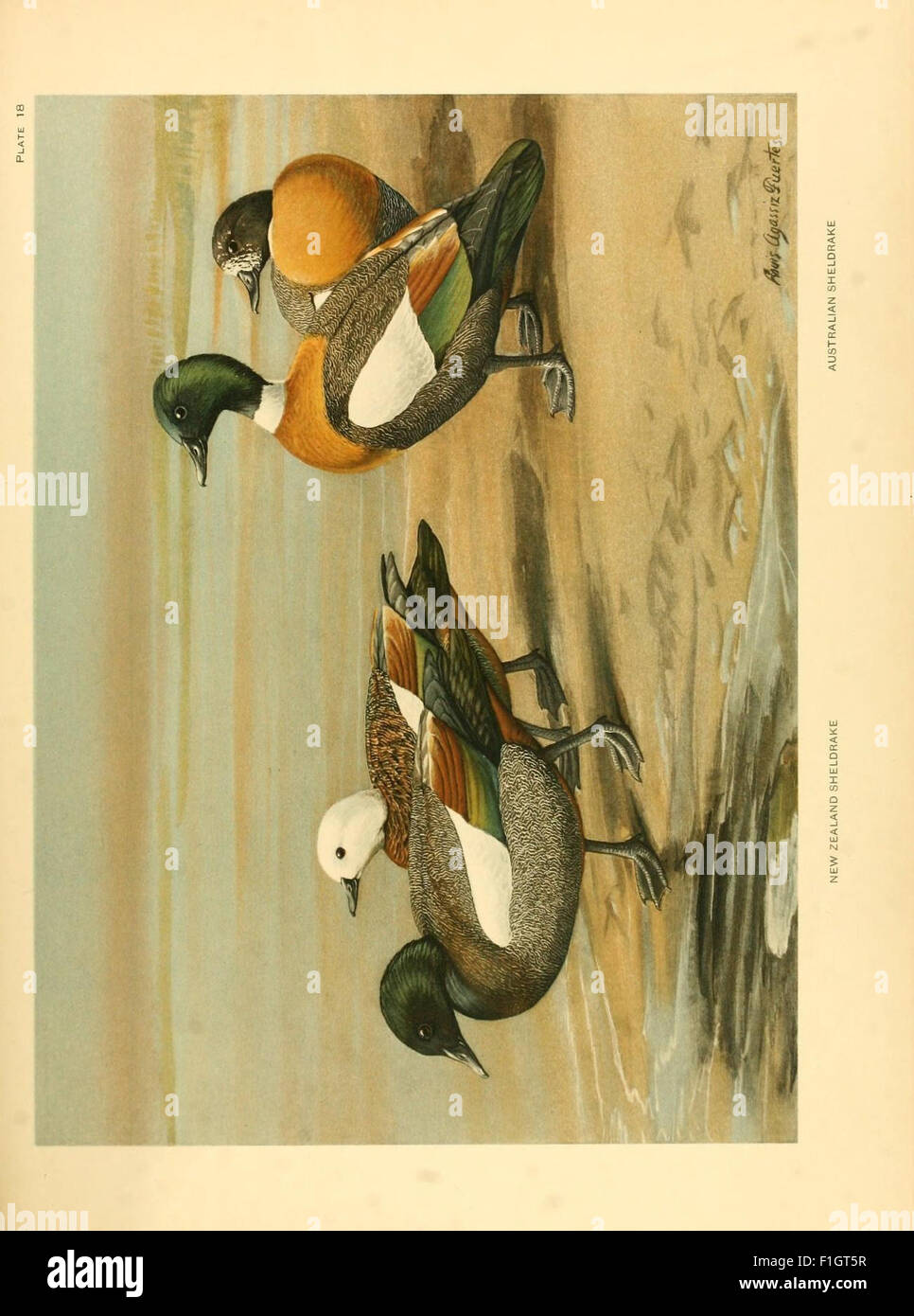 This work provides a detailed illustration of various duck species ...
