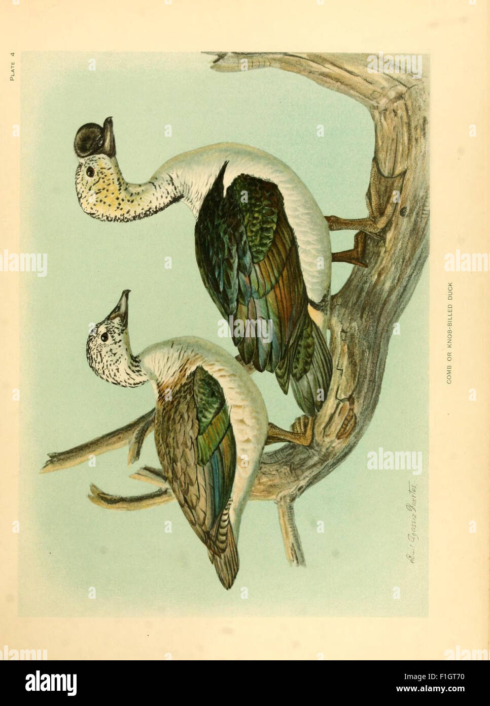 'A Natural History of the Ducks' features detailed illustrations and ...