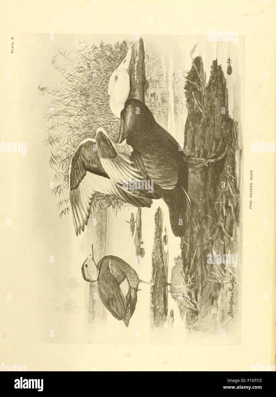 This work features a detailed illustration of ducks as part of a ...