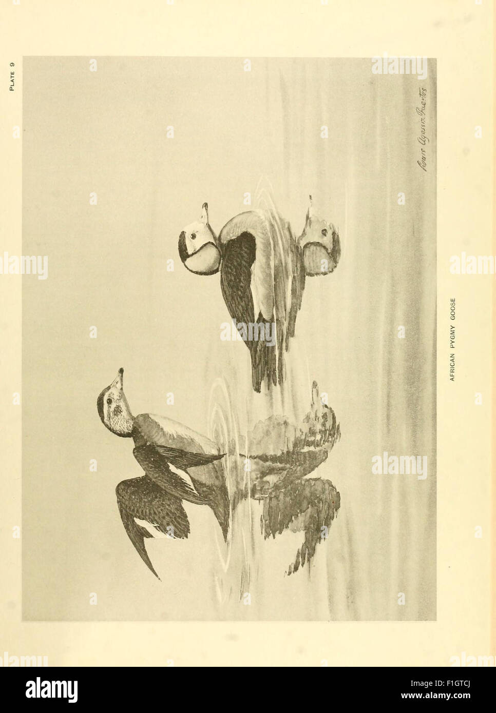 This work presents a natural history of ducks, featuring detailed ...