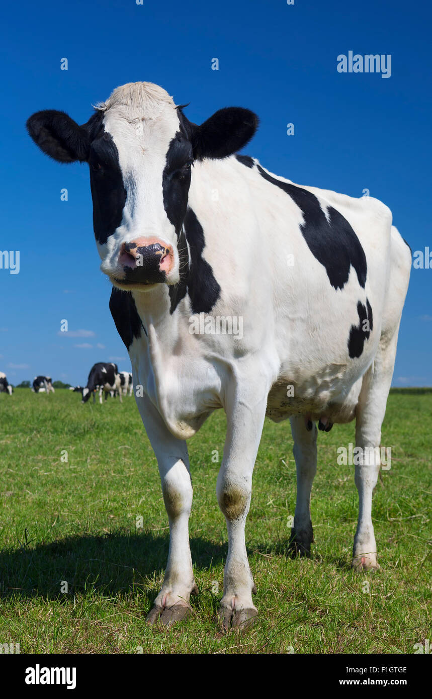 Beautiful cow hi-res stock photography and images - Alamy