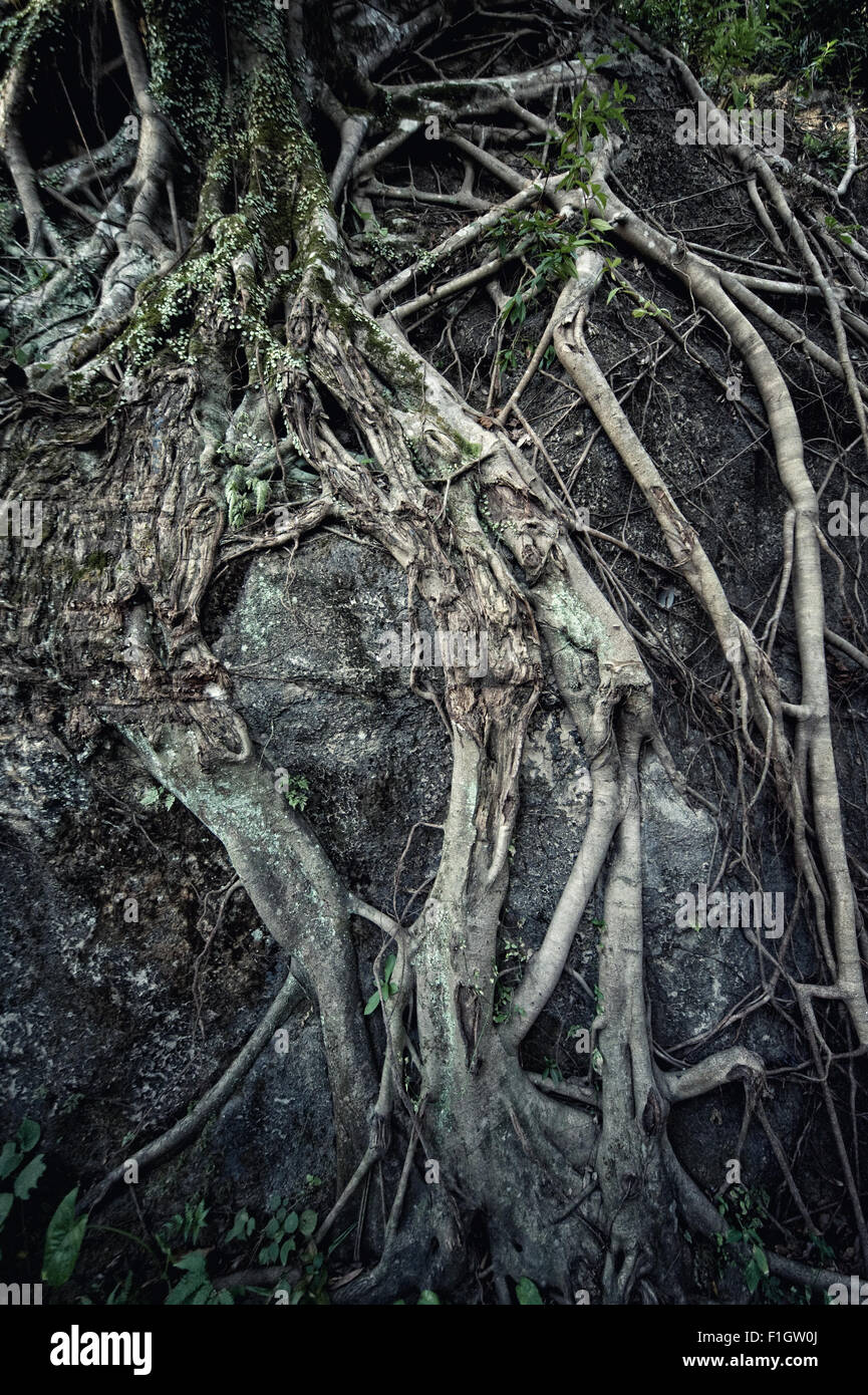 Scary root hi-res stock photography and images - Alamy