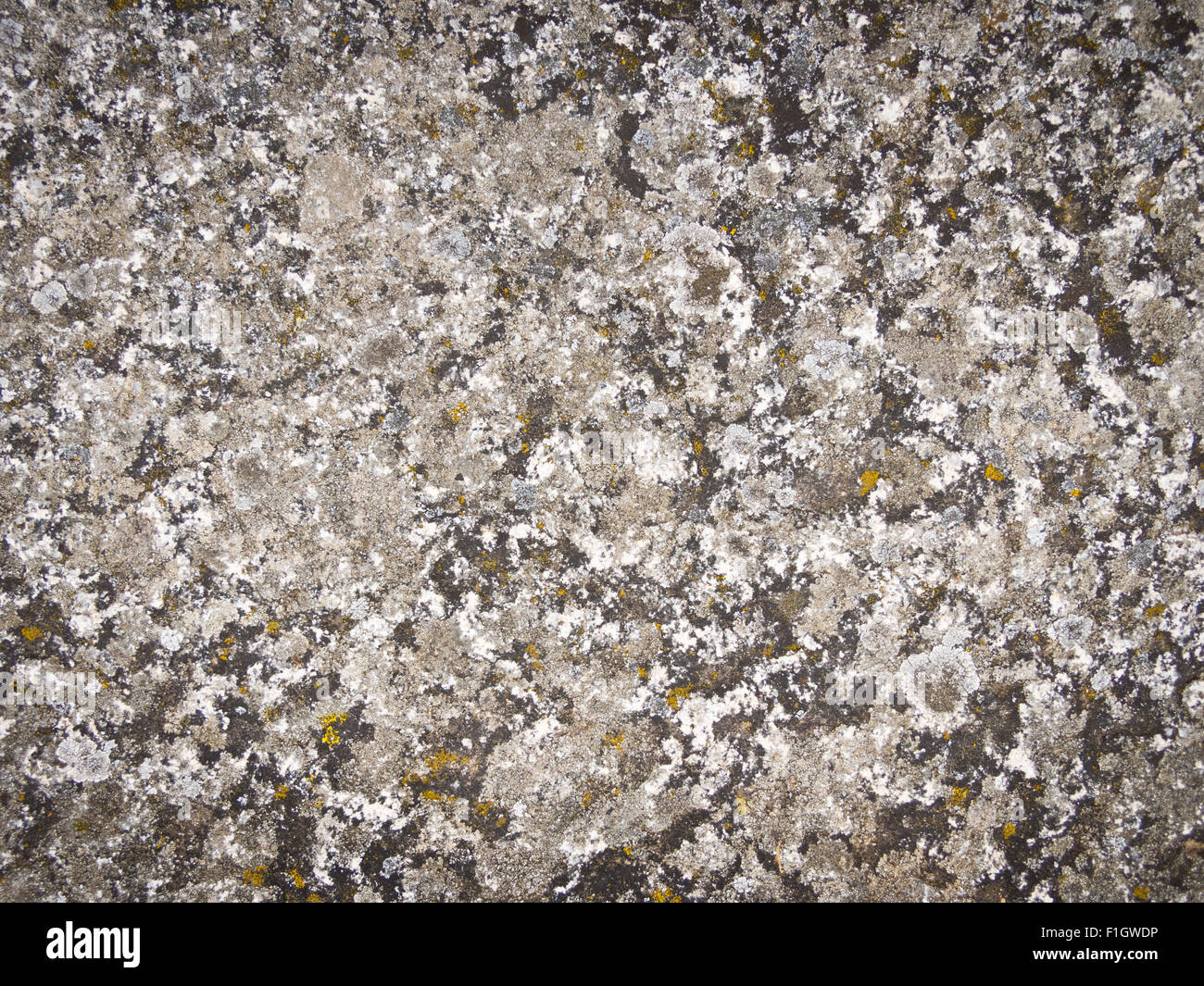 Detail of moldy aged stone wall Stock Photo - Alamy