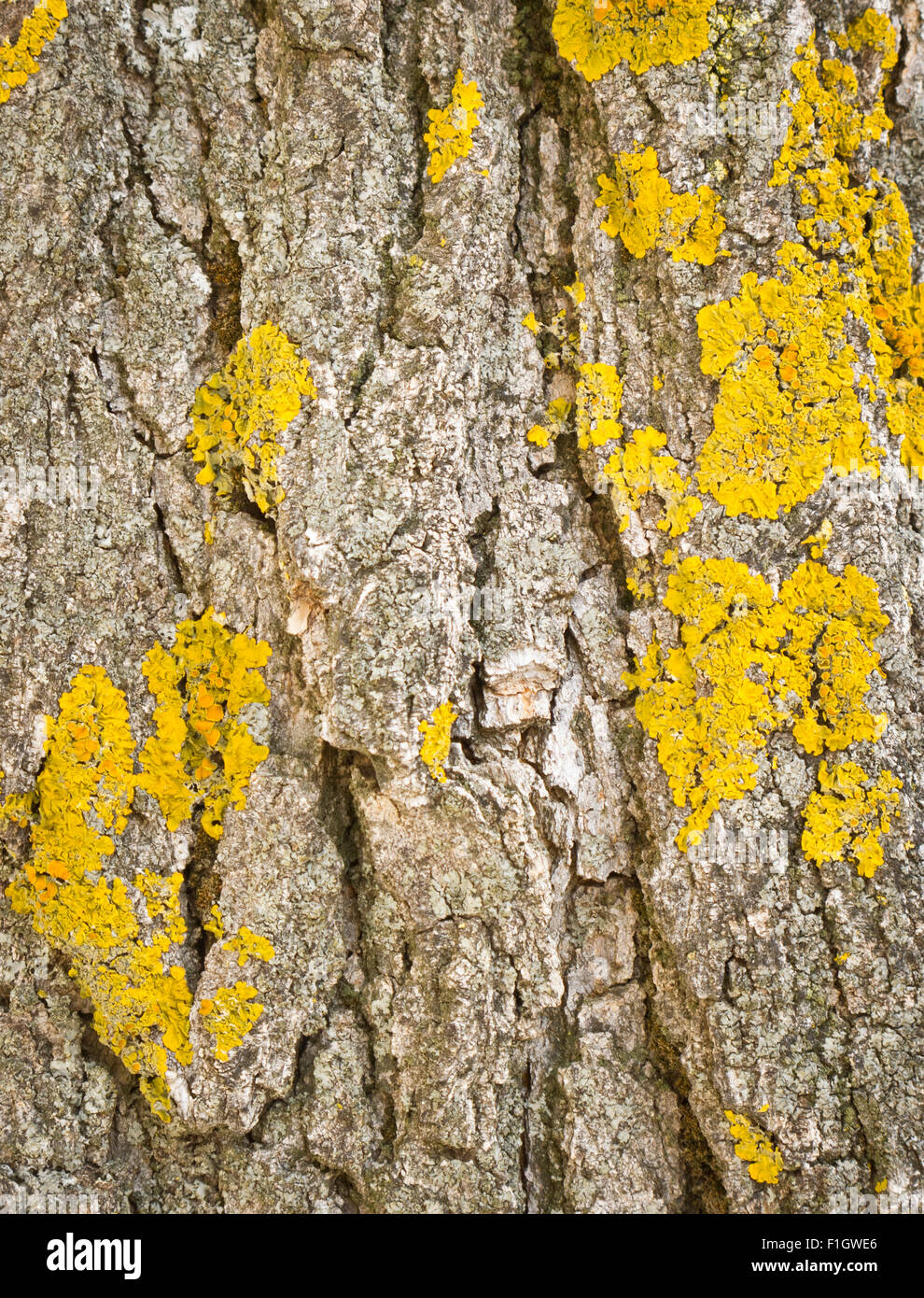 Detail of moldy tree bark Stock Photo - Alamy