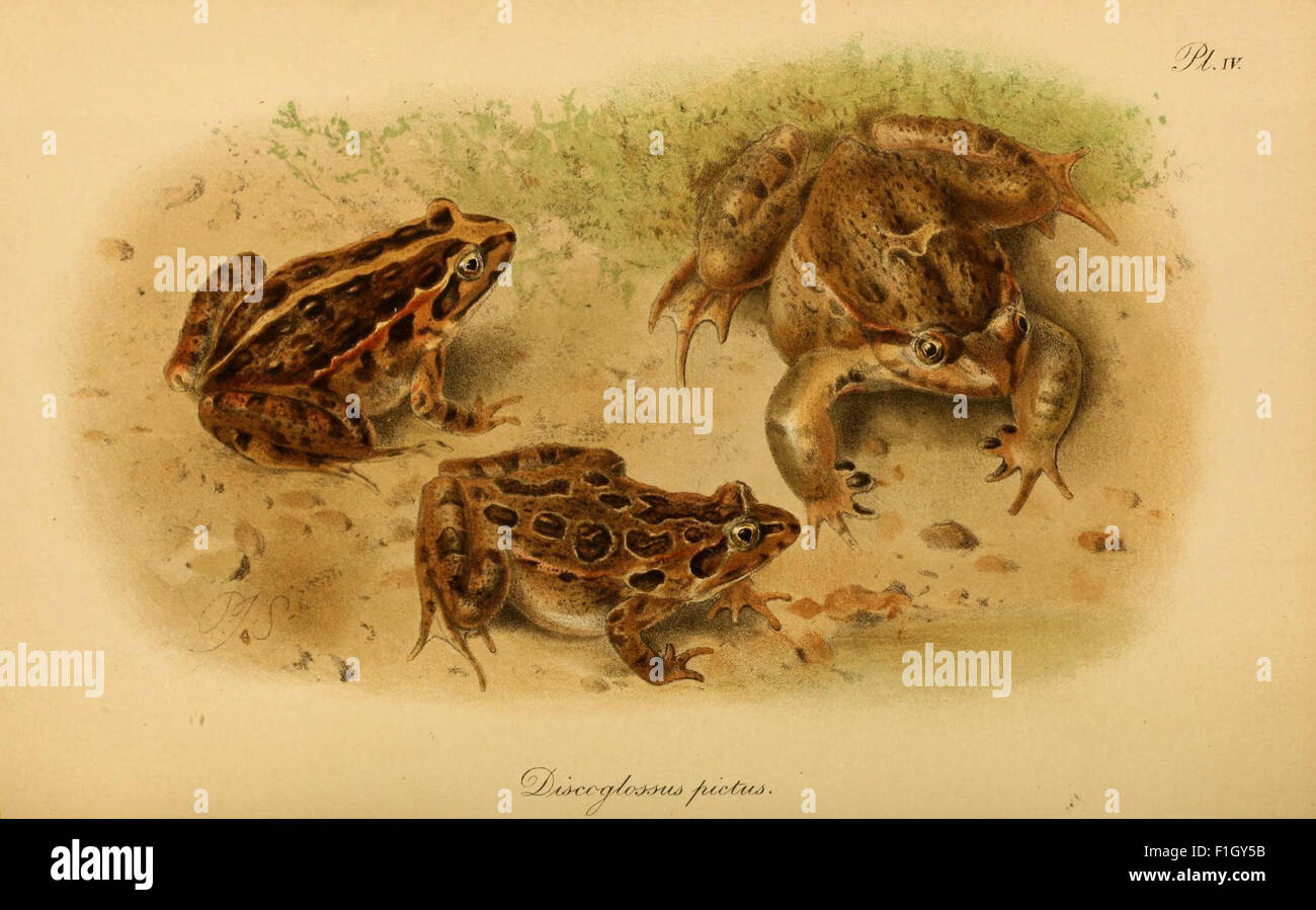 This book provides detailed descriptions and illustrations of tailless ...