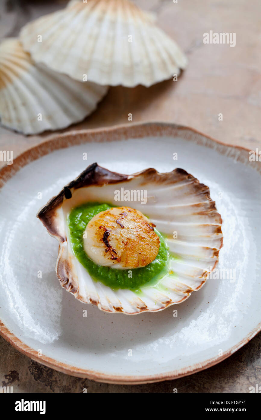 Scallops with pea puree Stock Photo - Alamy