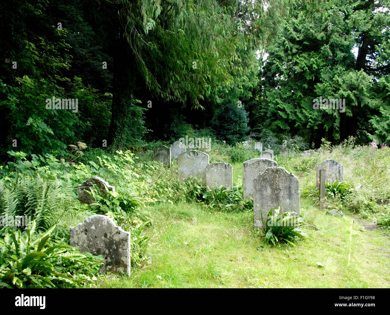 Overgrown churchyard to encourage nature, Milton Abbas, Dorset, UK ...