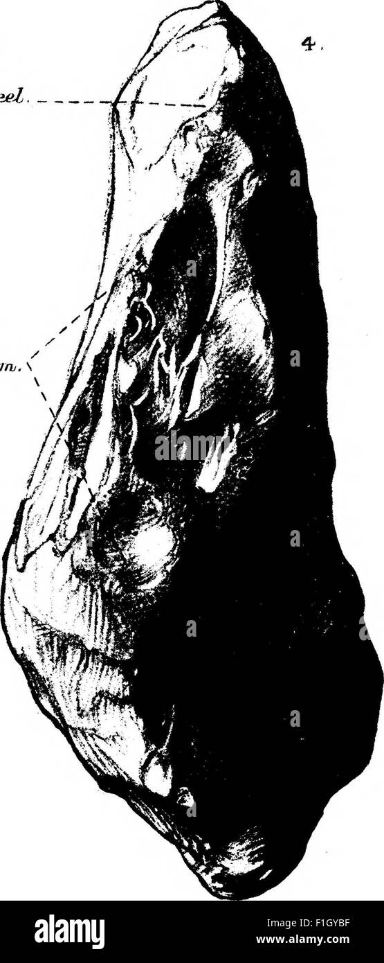 This 1920 study examines the transition from rostro-carinate flint ...