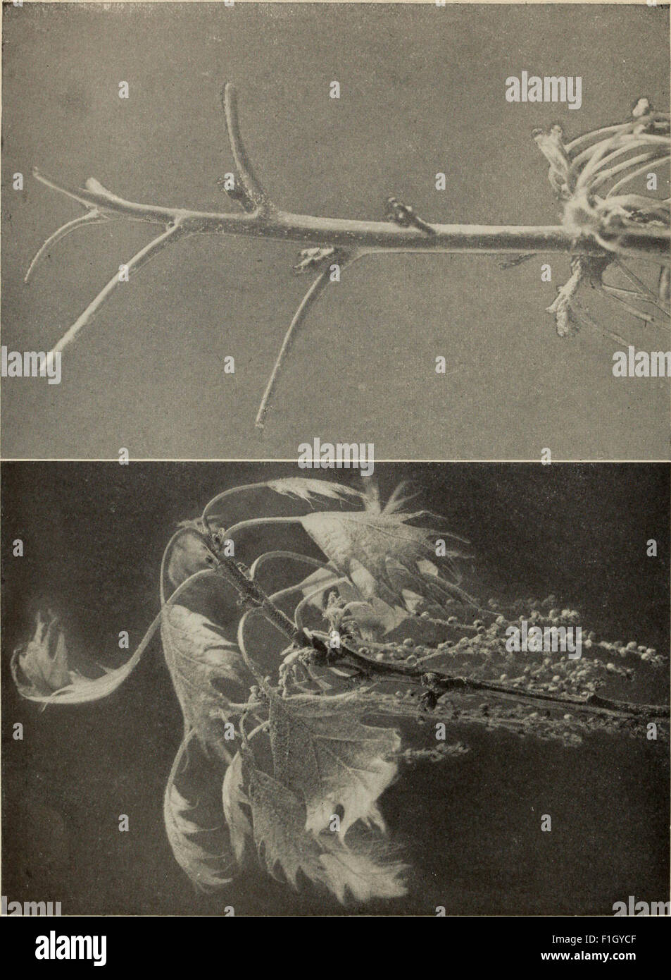 The Tree Book is a guide to the trees of North America, detailing their ...