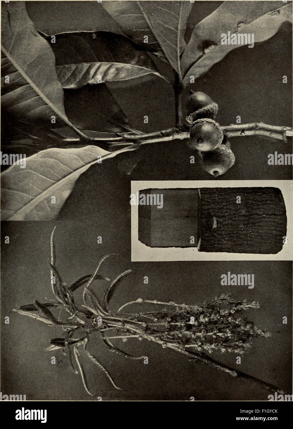 A 1920 guide to North American trees, detailing species identification ...