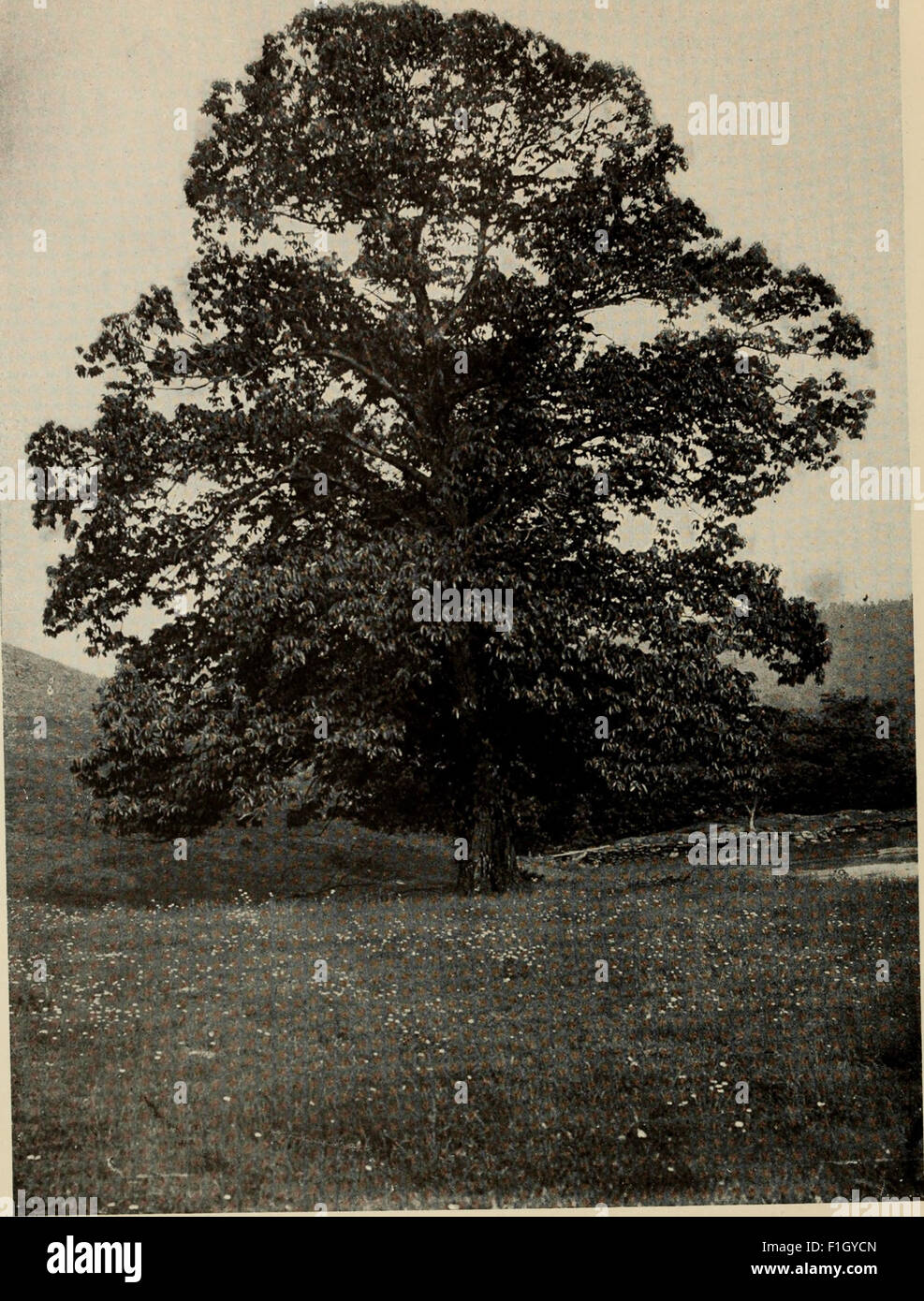 The tree book - A popular guide to a knowledge of the trees of North ...