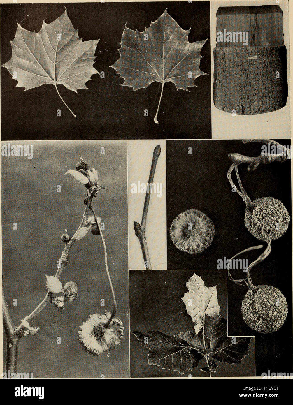 *The Tree Book* (1920) is a comprehensive guide to North American trees ...
