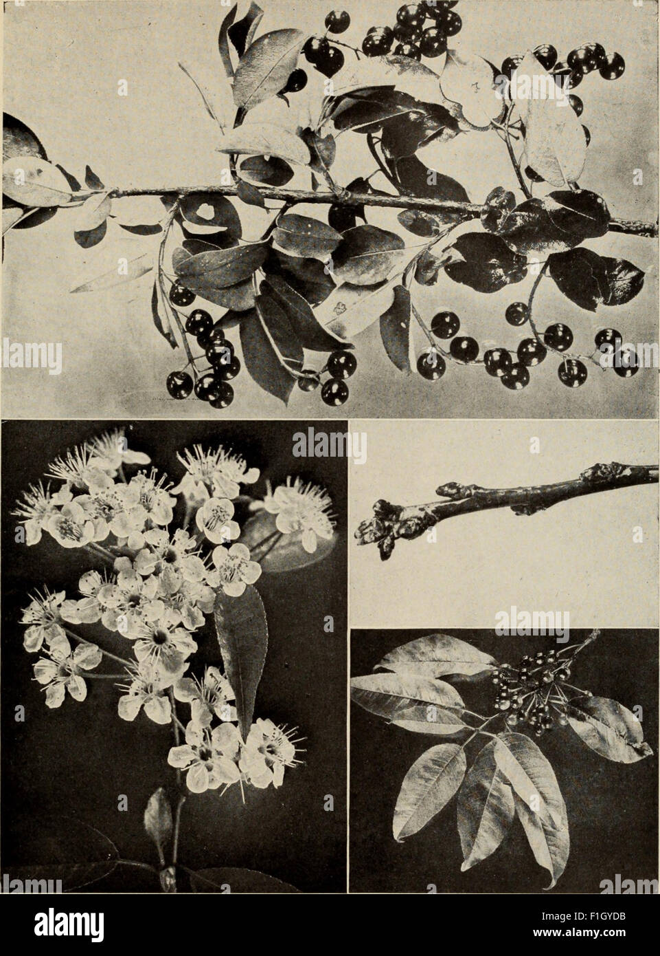 Published in 1920, 'The Tree Book' serves as a guide to identifying ...