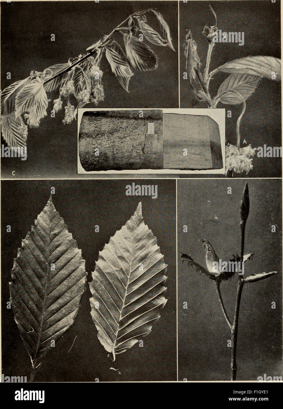 The tree book - A popular guide to a knowledge of the trees of North ...