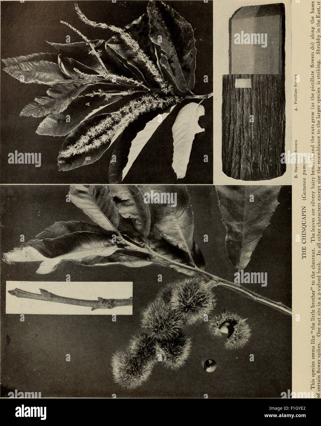 The tree book - A popular guide to a knowledge of the trees of North ...