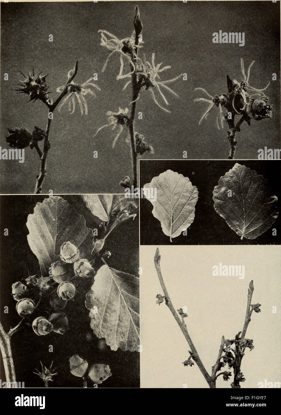 'The Tree Book' is a comprehensive guide to the identification, uses ...