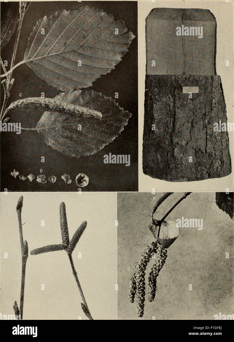 The tree book - A popular guide to a knowledge of the trees of North ...