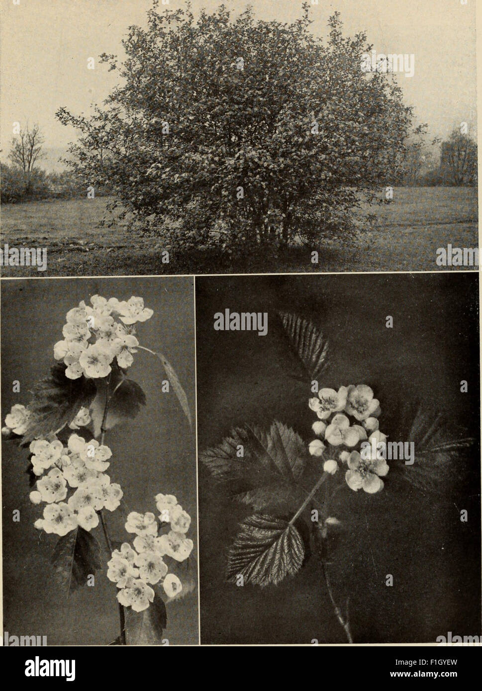 'The Tree Book' (1920) is a comprehensive guide to the trees of North ...