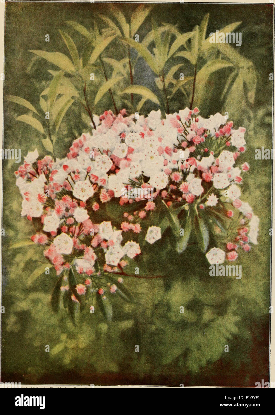 The tree book - A popular guide to a knowledge of the trees of North ...