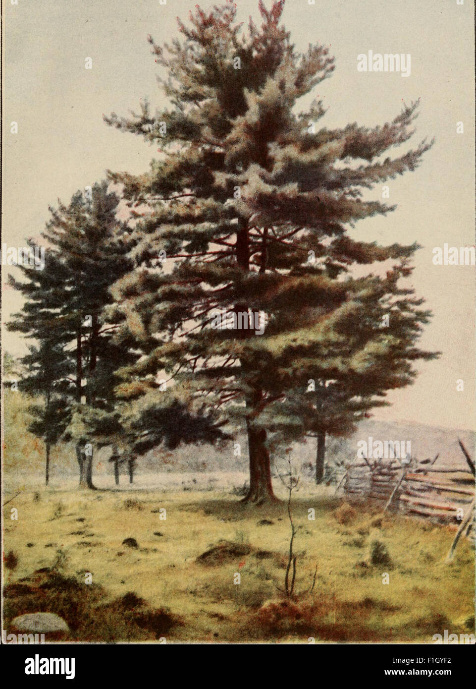 The tree book - A popular guide to a knowledge of the trees of North ...