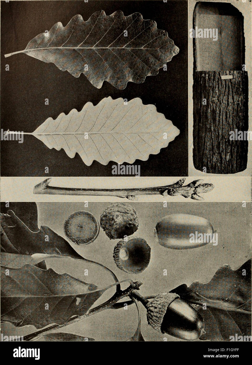 'The Tree Book' is a 1920 guide to North American trees, their uses ...