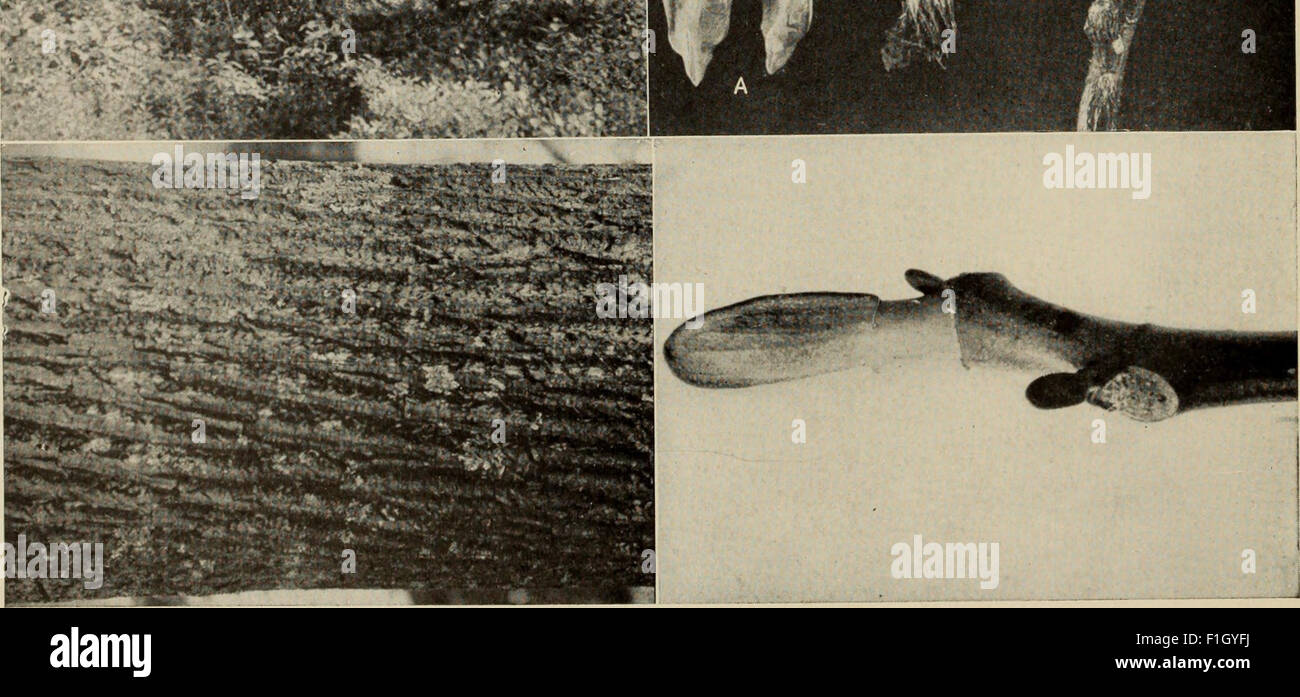 This 1920 guide offers comprehensive information on North American ...