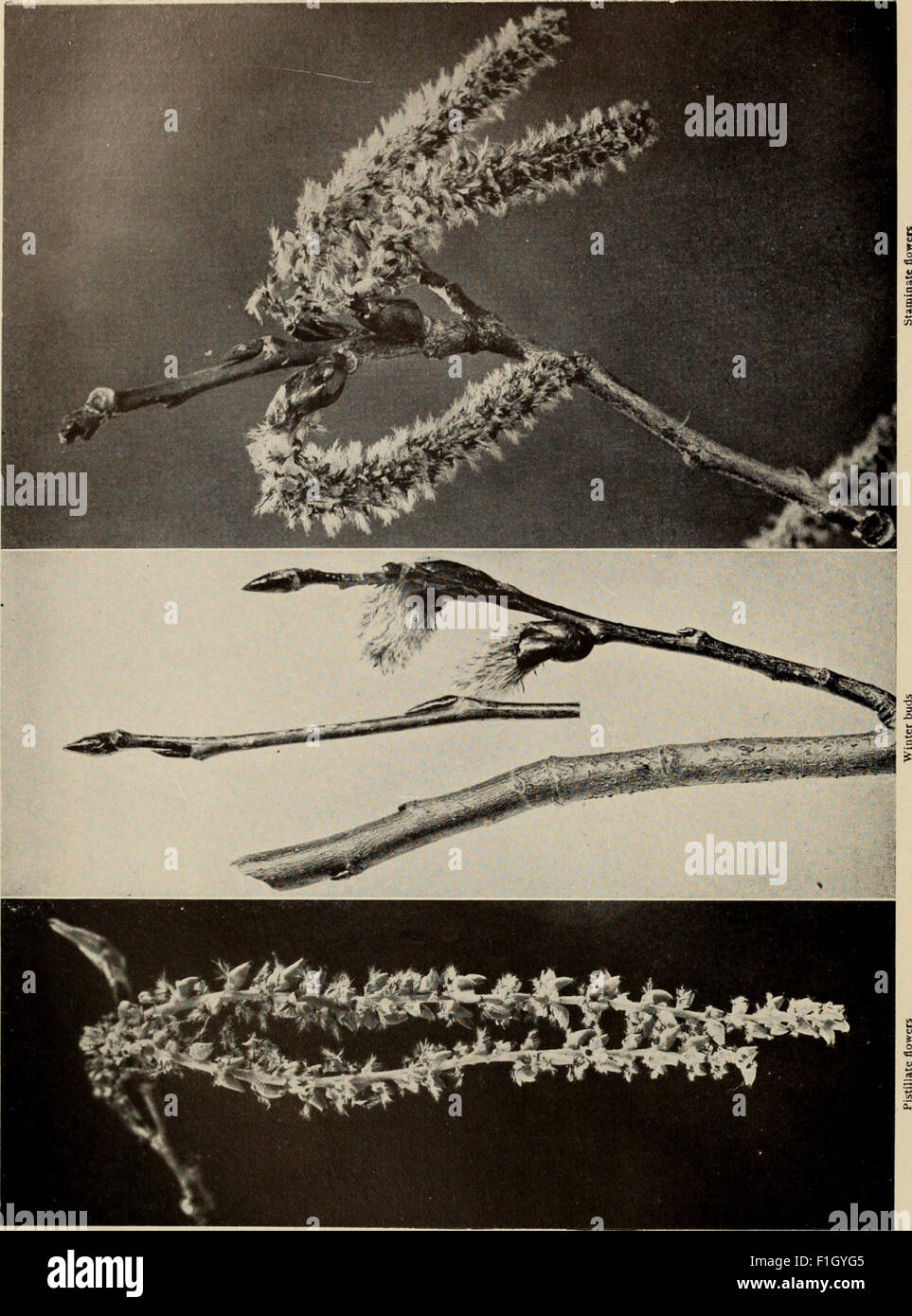 The tree book - A popular guide to a knowledge of the trees of North ...