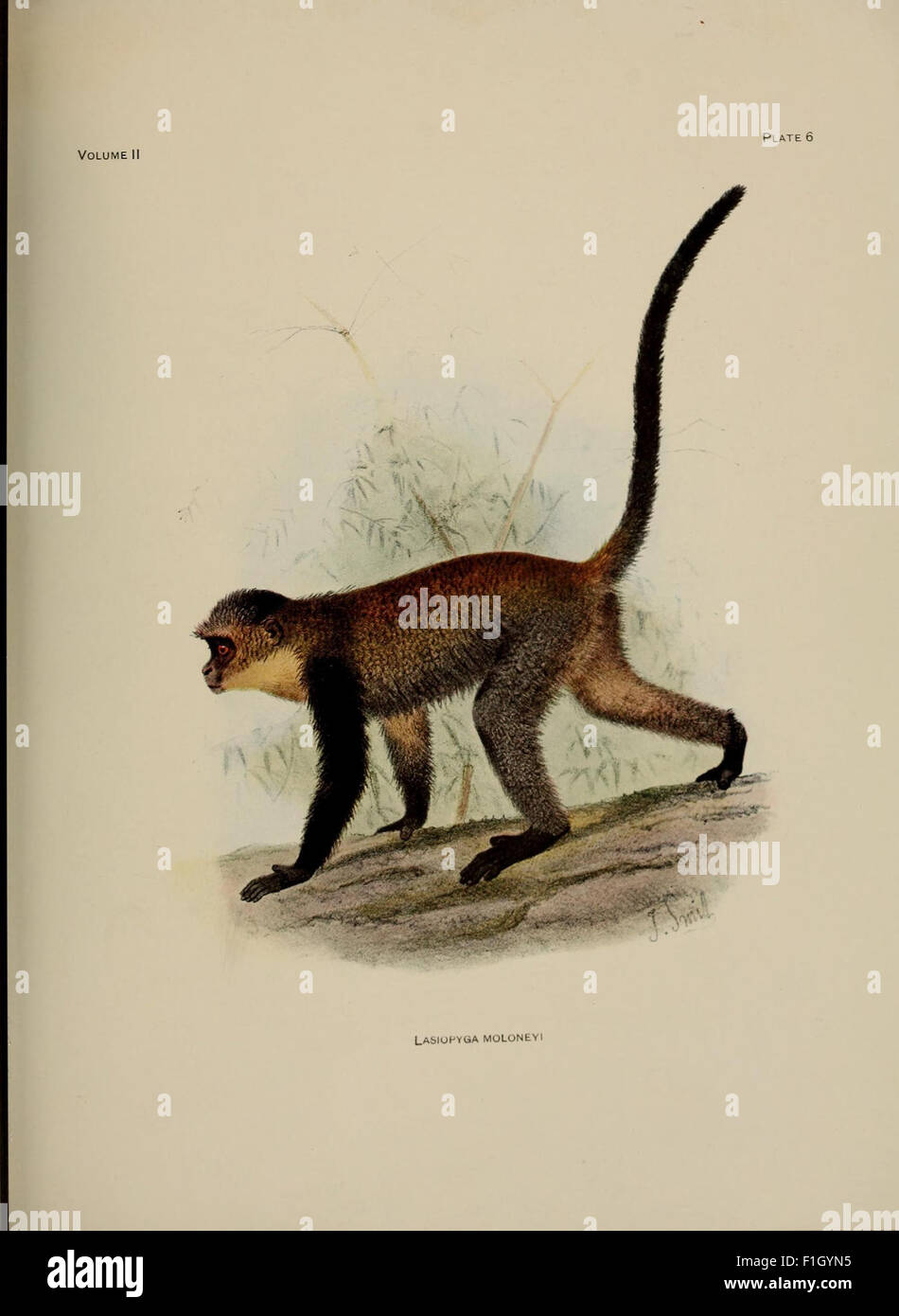 This work provides an overview of primate species, their behaviors, and ...