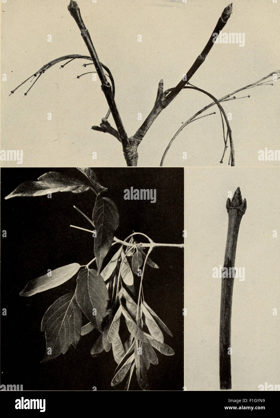 'The Tree Book' (1920) is a comprehensive guide to the trees of North ...