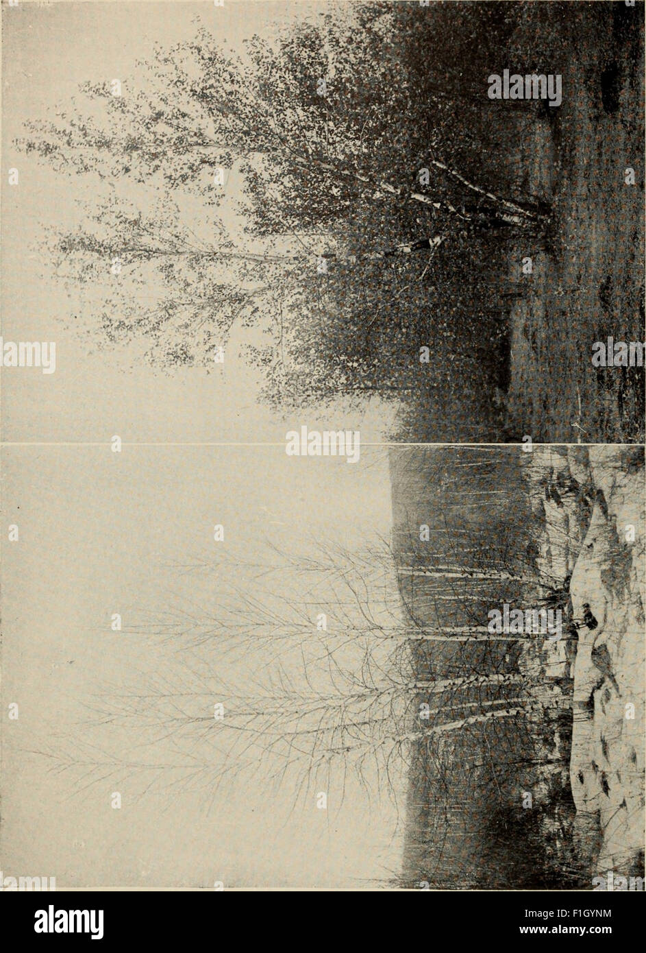 'The Tree Book' is a comprehensive guide to the trees of North America ...