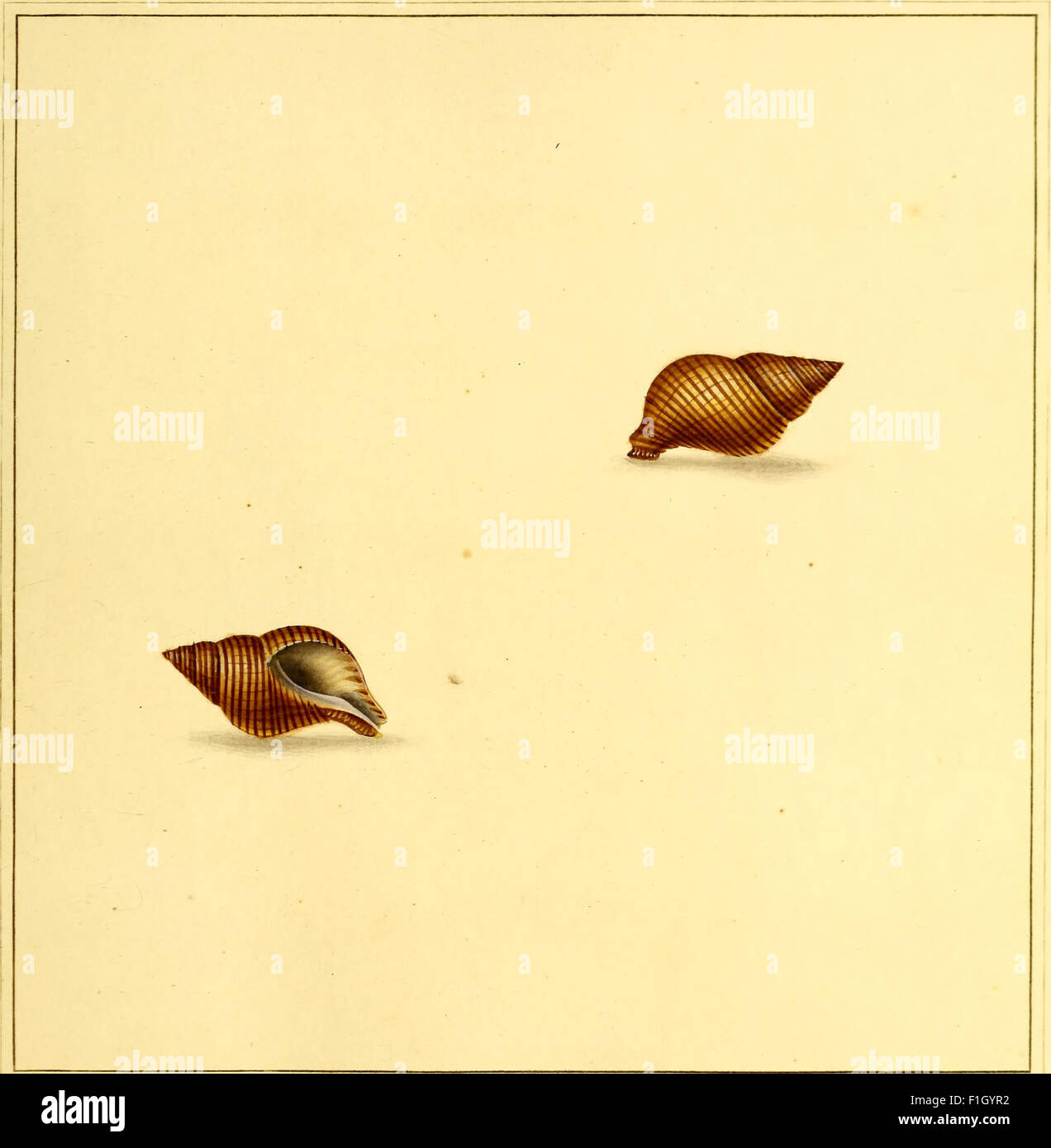 Published in 1789, this work presents a comprehensive collection of ...