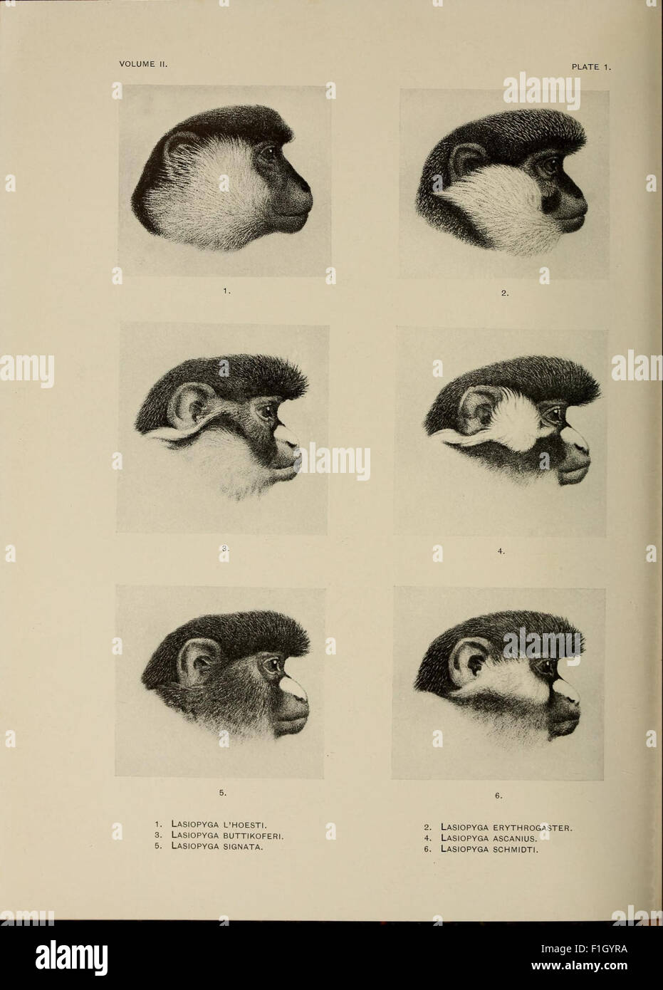 'A Review of the Primates' is a work that provides an in-depth analysis ...