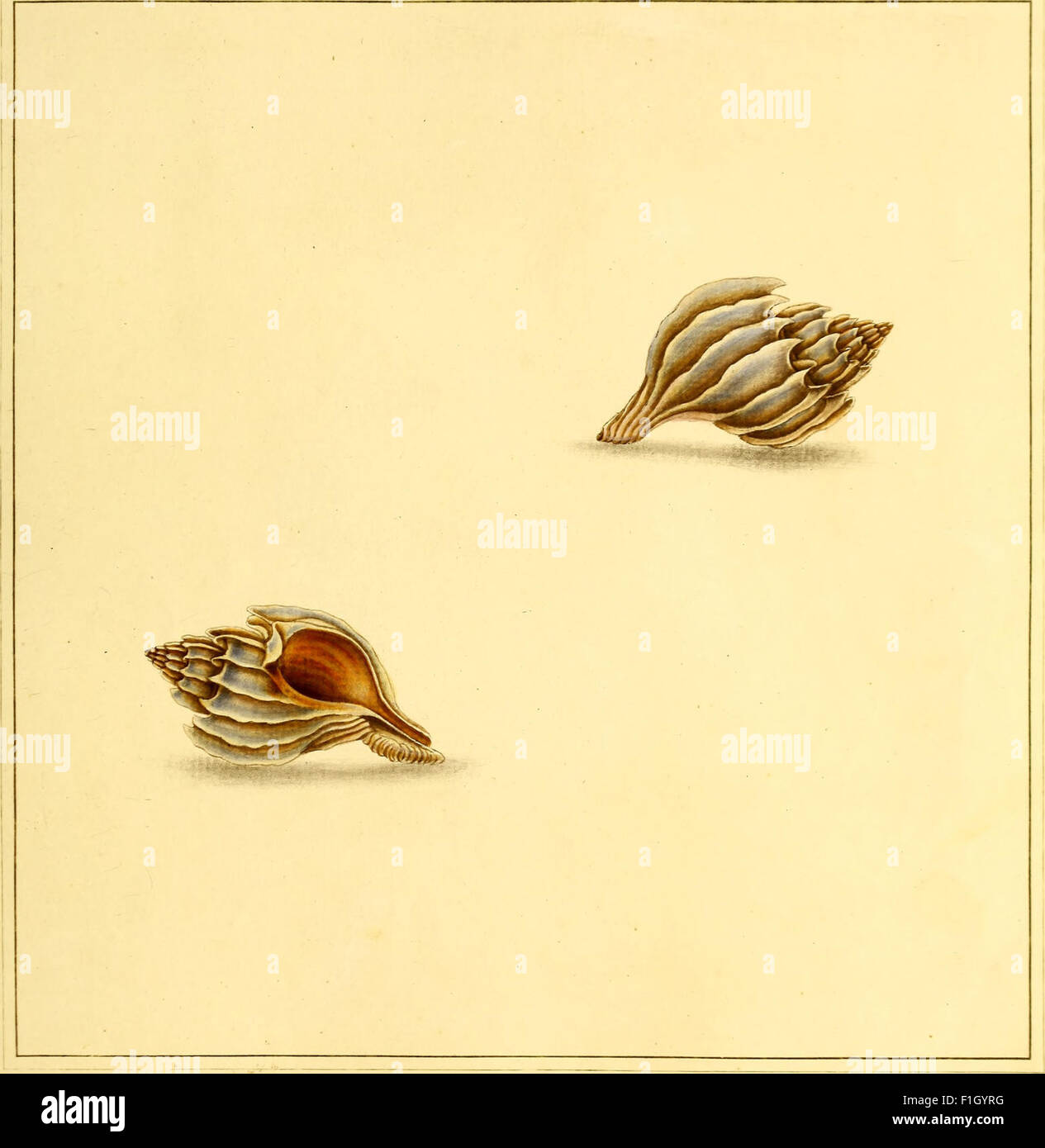 This 1789 work, *The Universal Conchologist*, offers detailed and ...