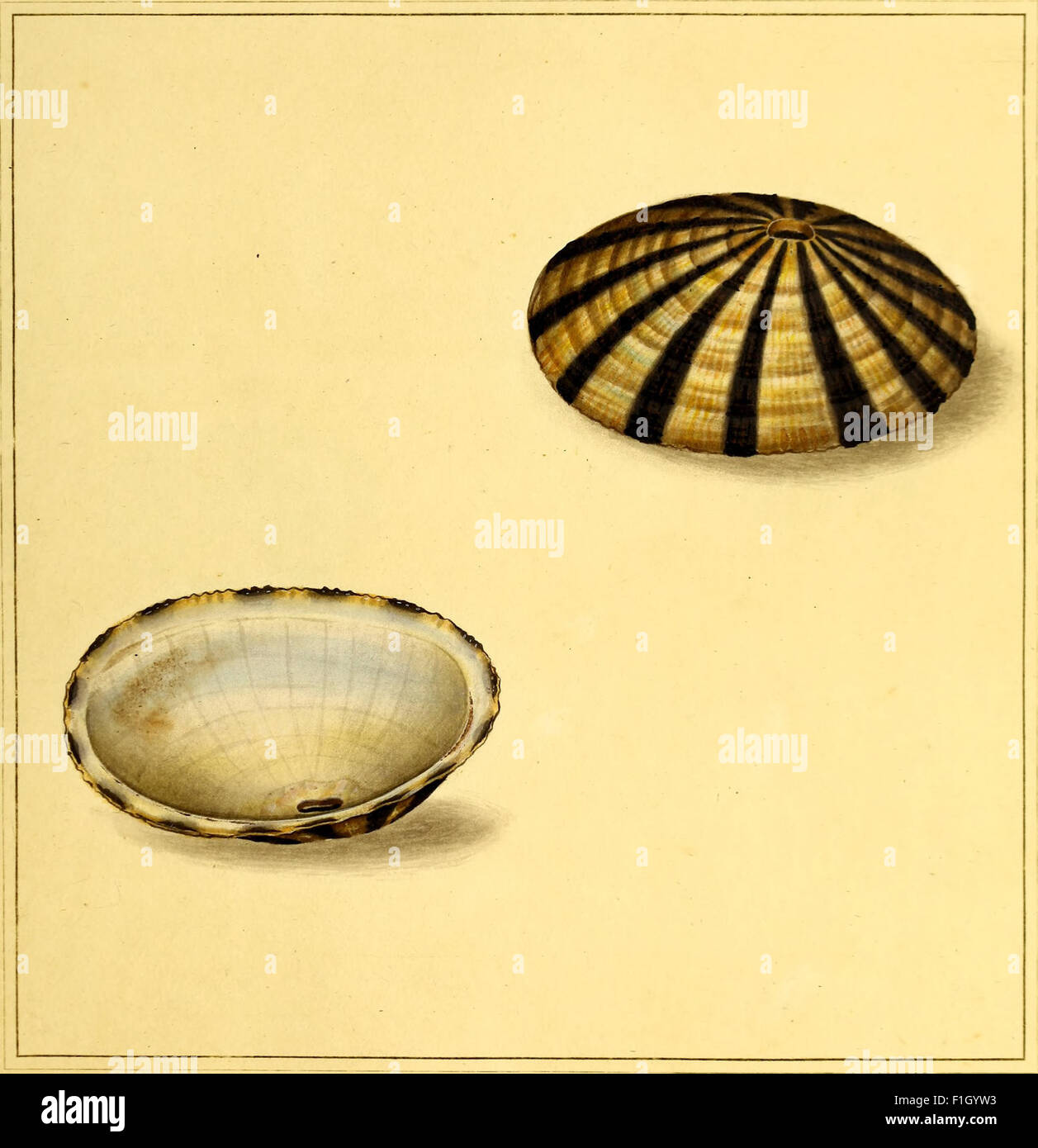 This 1789 work provides detailed illustrations of various shell species ...