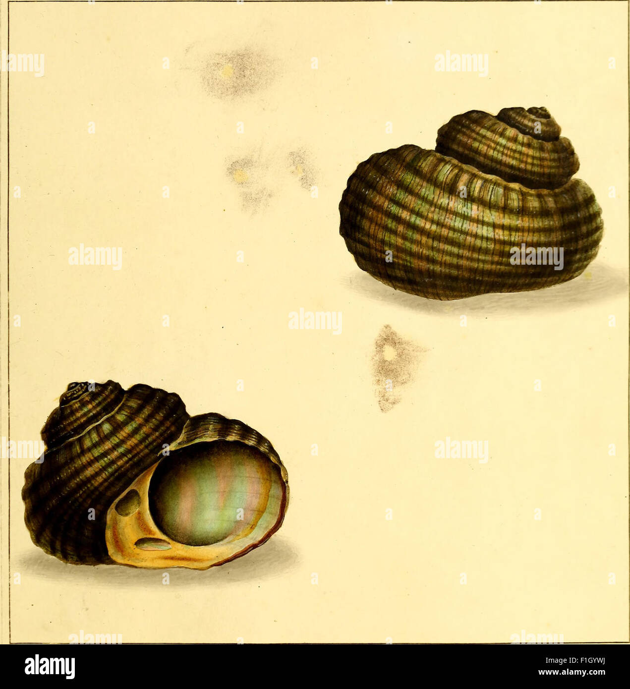 This 1789 work is a comprehensive guide to mollusk shells, featuring ...