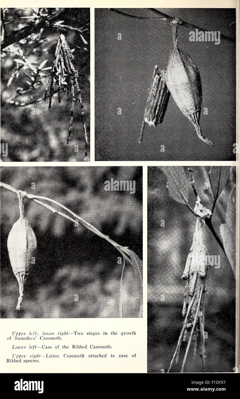 *The Victorian Naturalist* (1968) is a scientific journal dedicated to ...