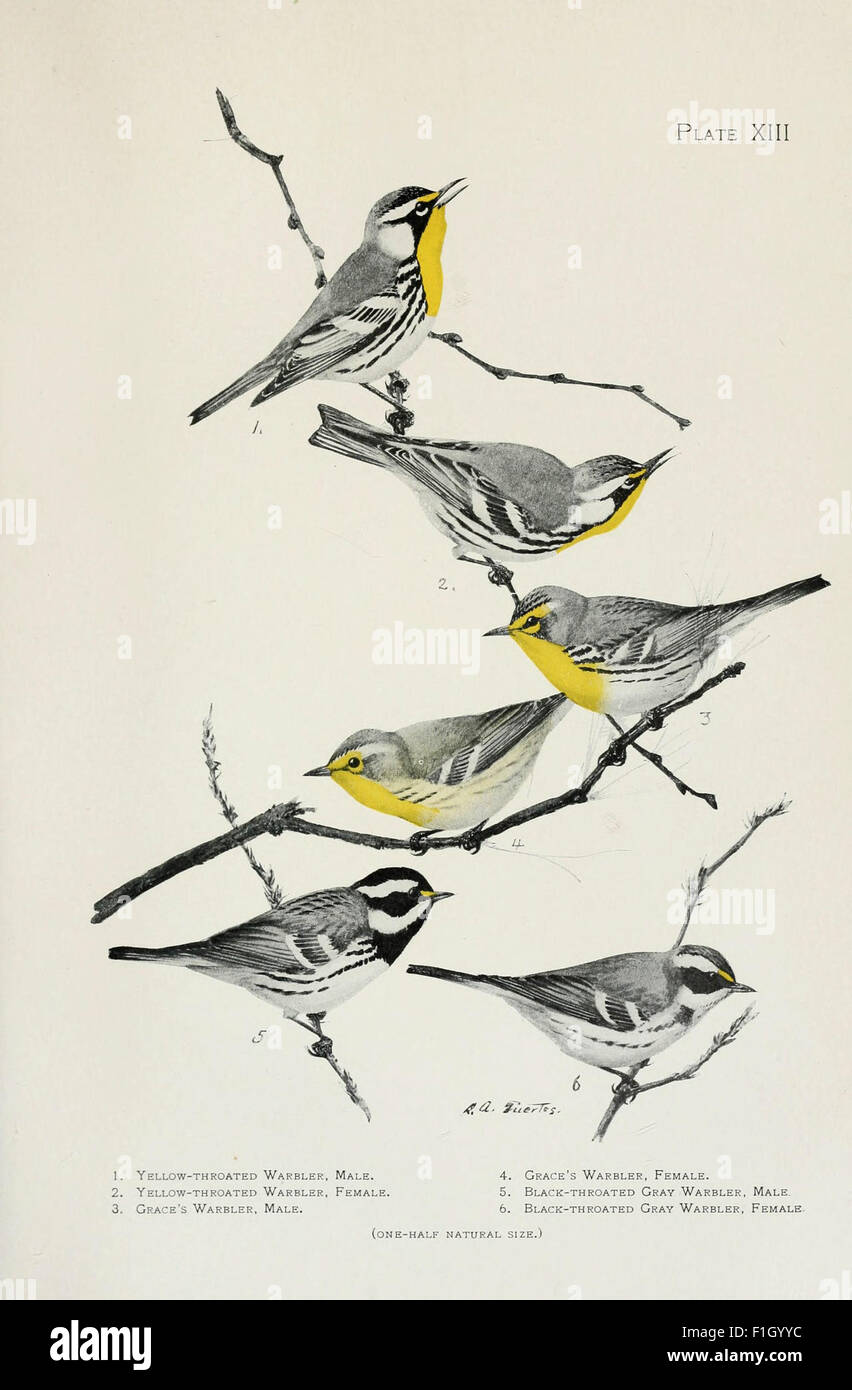 This work provides an in-depth study of the warblers of North America ...