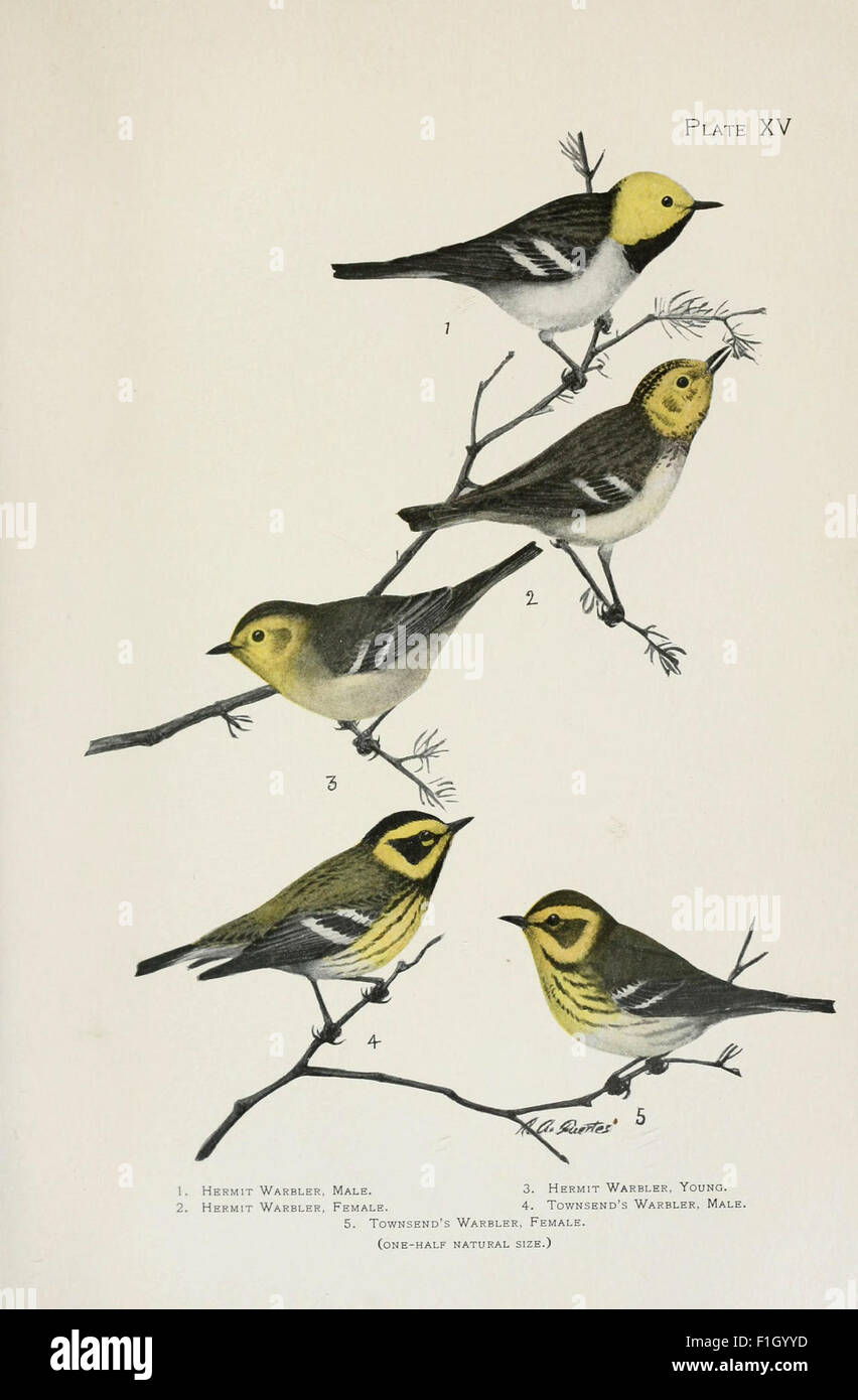 'The Warblers of North America' provides an in-depth look at the ...