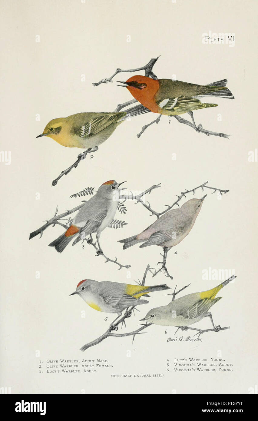 This work focuses on North American wood warblers, offering detailed ...