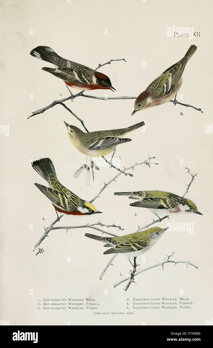 A vintage book documenting the various species of warblers in North ...